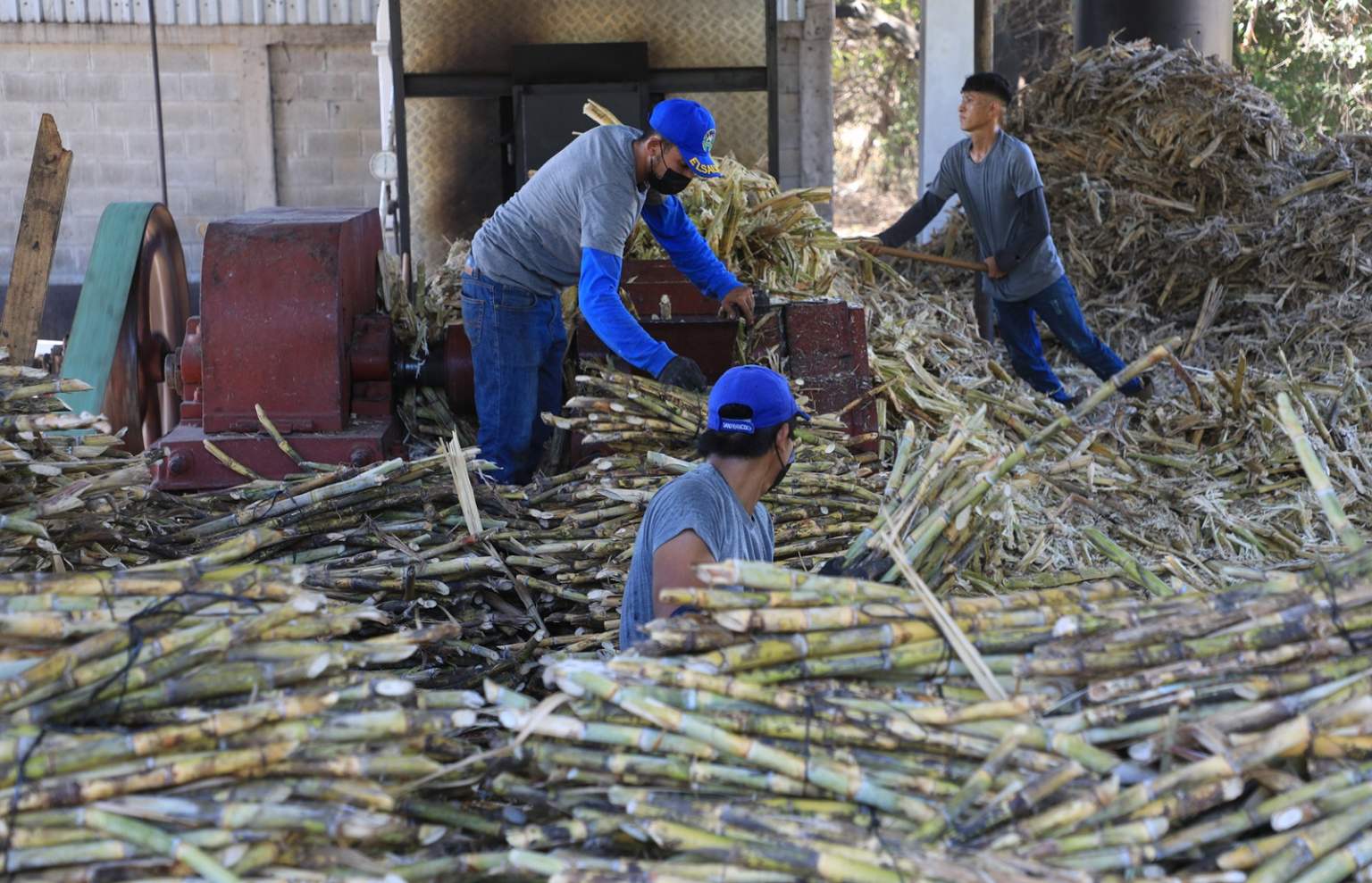 MAG reports progress in agricultural production during the 2026 cycle ...
